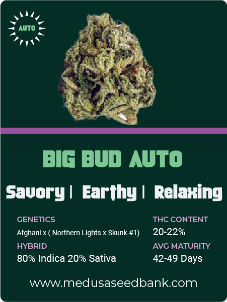 Big Bud (Auto) Feminized Seeds - Medusa Seed Bank