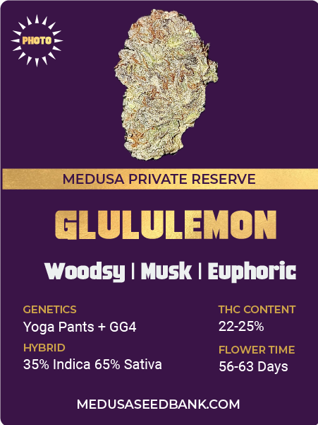 Glululemon Feminized Seeds - Medusa Seed Bank