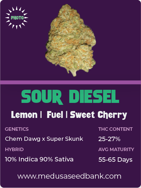 Sour Diesel Feminized Seeds - Medusa Seed Bank Sour Diesel Feminized Seeds - Medusa Seed Bank